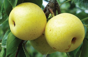 Shinseiki Asian Pear Tree - Heavy producer of sweet snack-sized fruit ...