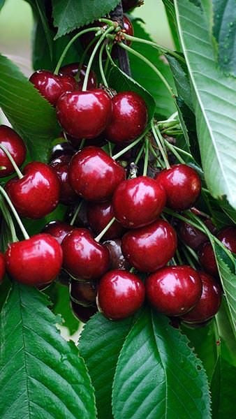 Van Cherry Tree - Among the heaviest producers of sweet cherries! (2 y ...