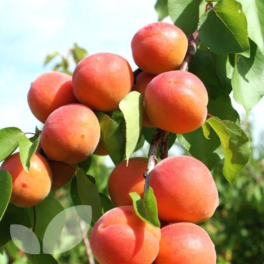 Goldcot Apricot Tree - Cold hardy apricot! (2 years old and 3-4 feet t ...