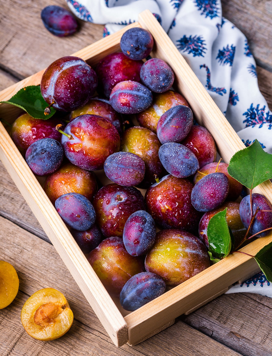Italian Plum Tree - Cold hardy, heavy producing and everbearing! (2 ye ...