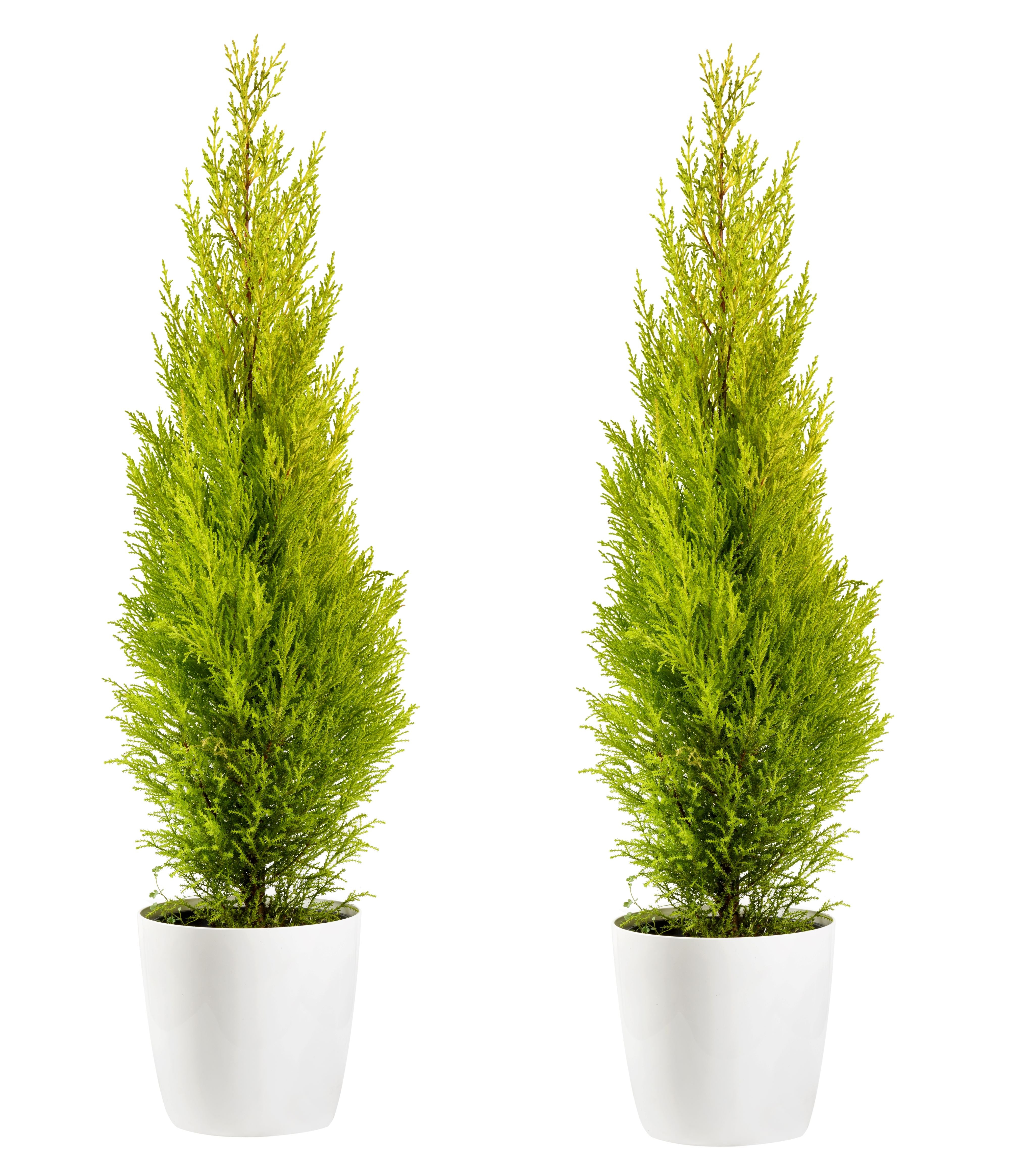 1 gal. Lemon Cypress Tree with Citrusy Aroma and Golden Evergreen Foli ...