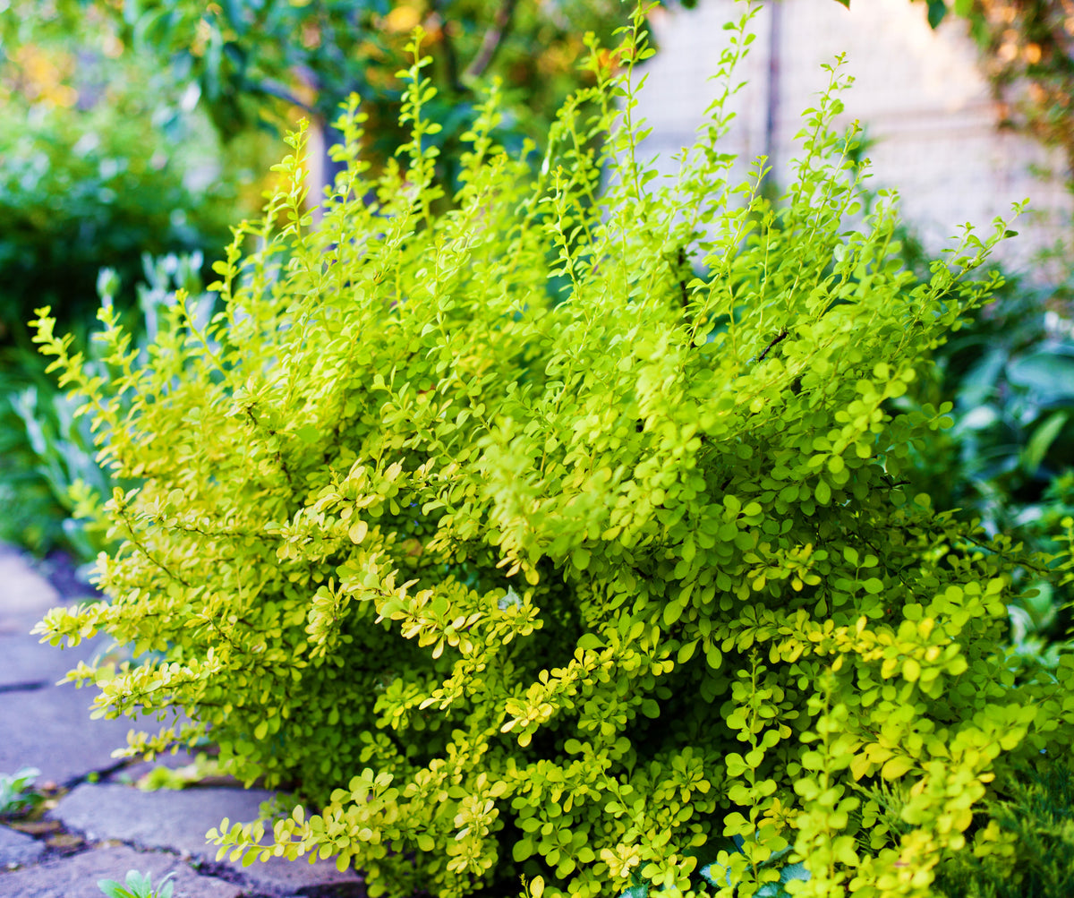 1 Gal. Lime Glow Barberry Shrub with Lime Green Foliage and Bright Red ...