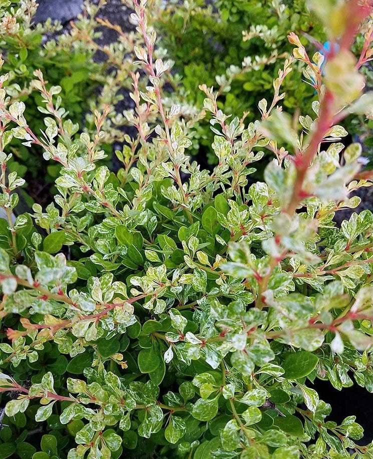 1 Gal. Lime Glow Barberry Shrub with Lime Green Foliage and Bright Red ...
