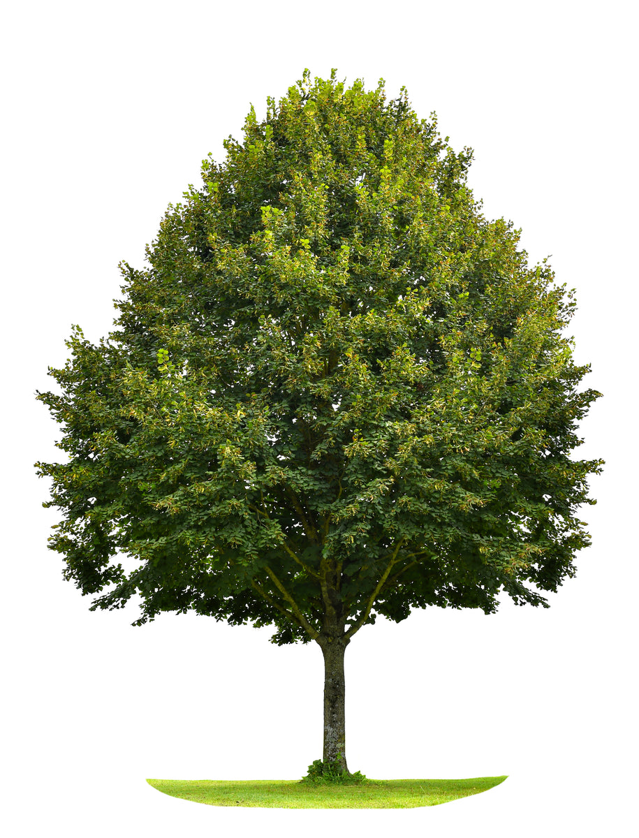 Limewood/Linden Tree - Instant shade and fragrant honeybee-attracting ...