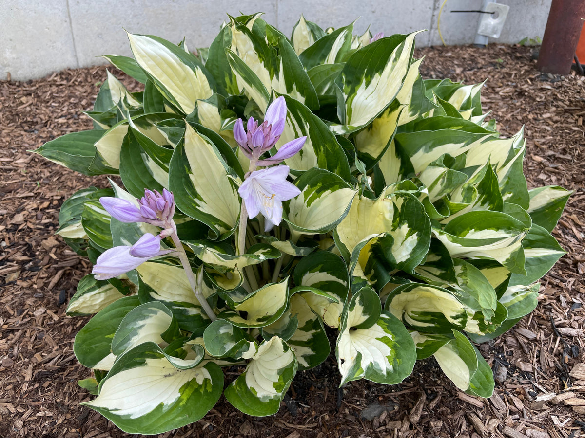 1 gal. Loyalist Hosta Shrub with Pure White Leaf Centers and Creamy Wh ...