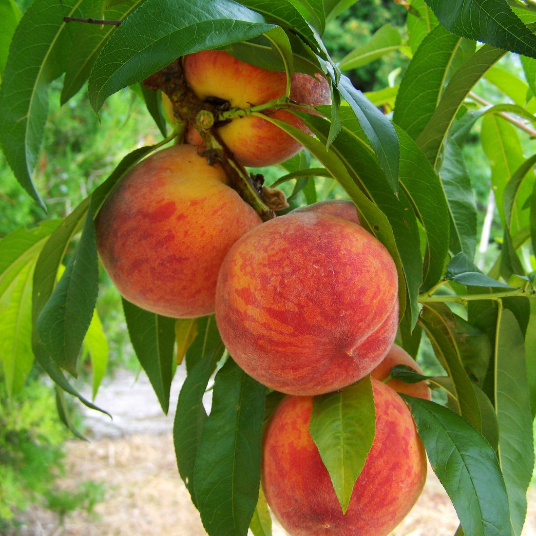 Fruit Trees – Online Orchards