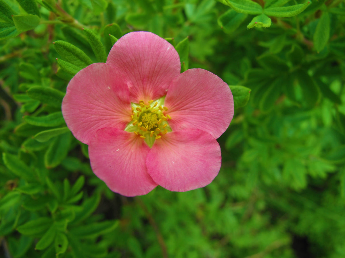 Pink Beauty Potentilla Shrub (1 Gal)- Numerous coral-pink flowers add ...