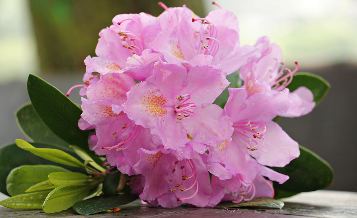 PJM Compact Rhododendron Shrub (1 Gal)- Profuse lavender blossoms ligh ...