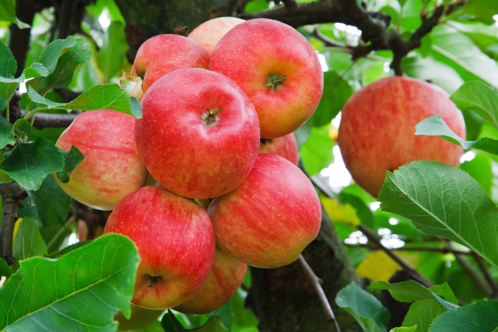 Prairie Spy Apple Tree - Cold hardy and autumn-ripening. (2 years old ...