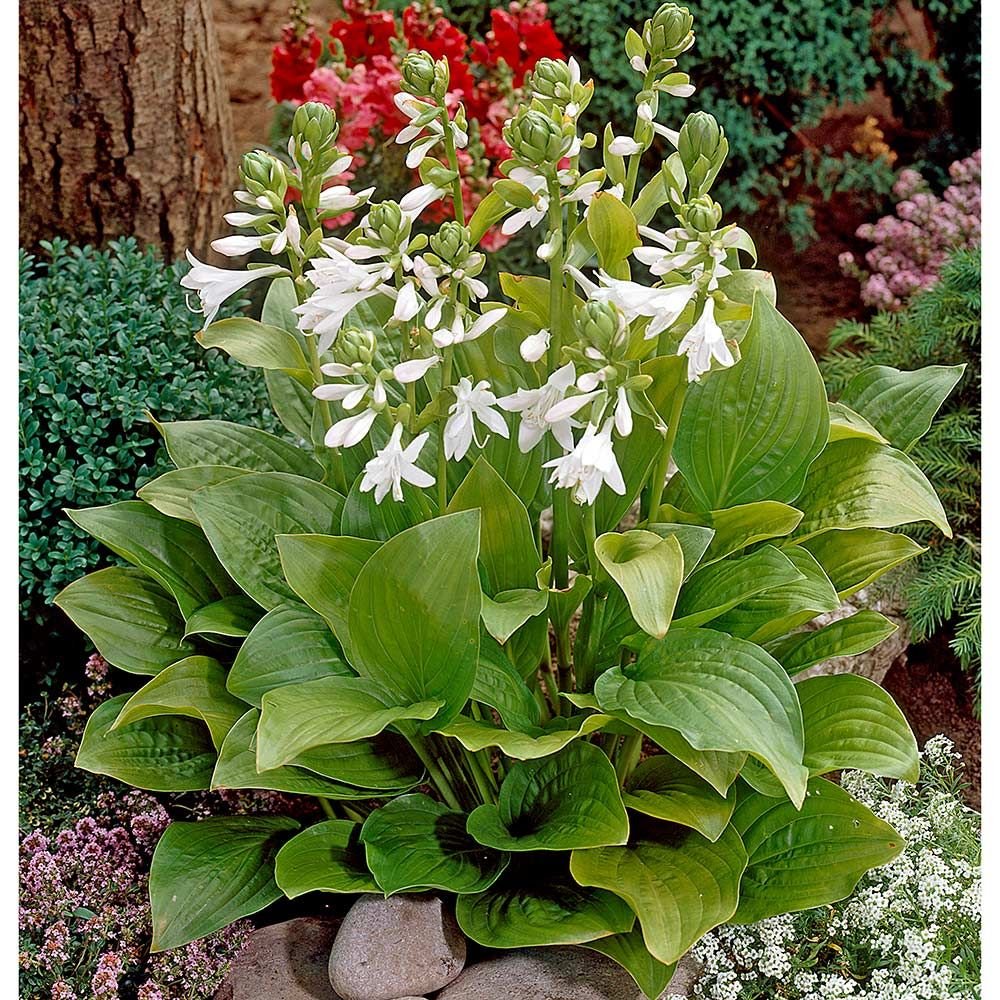 1 gal. Royal Standard Hosta Shrub with Large Dimpled Heart Shaped Leav ...