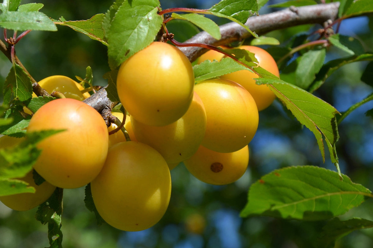 Shiro Plum Tree - One of the heaviest producing plum trees! (2 years o ...