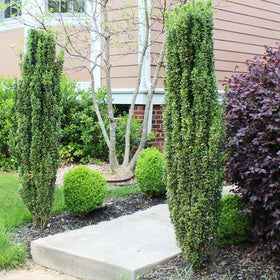 Sky Pencil Japanese Holly (1 Gallon) - Upright, columnar evergreen tha ...