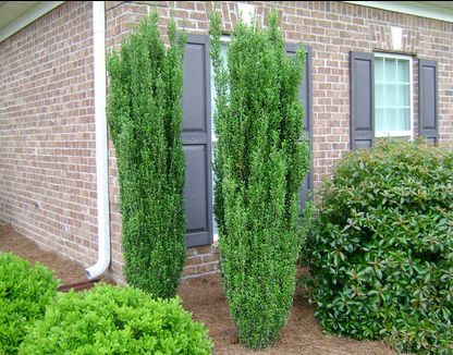 Sky Pencil Japanese Holly (1 Gallon) - Upright, columnar evergreen tha ...