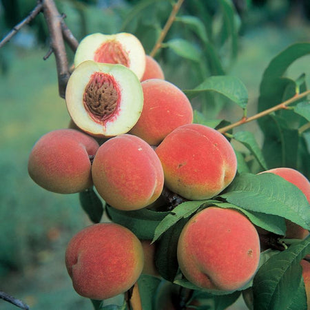 White Gold Peach Tree - Rare white peach with completely unique flavor ...